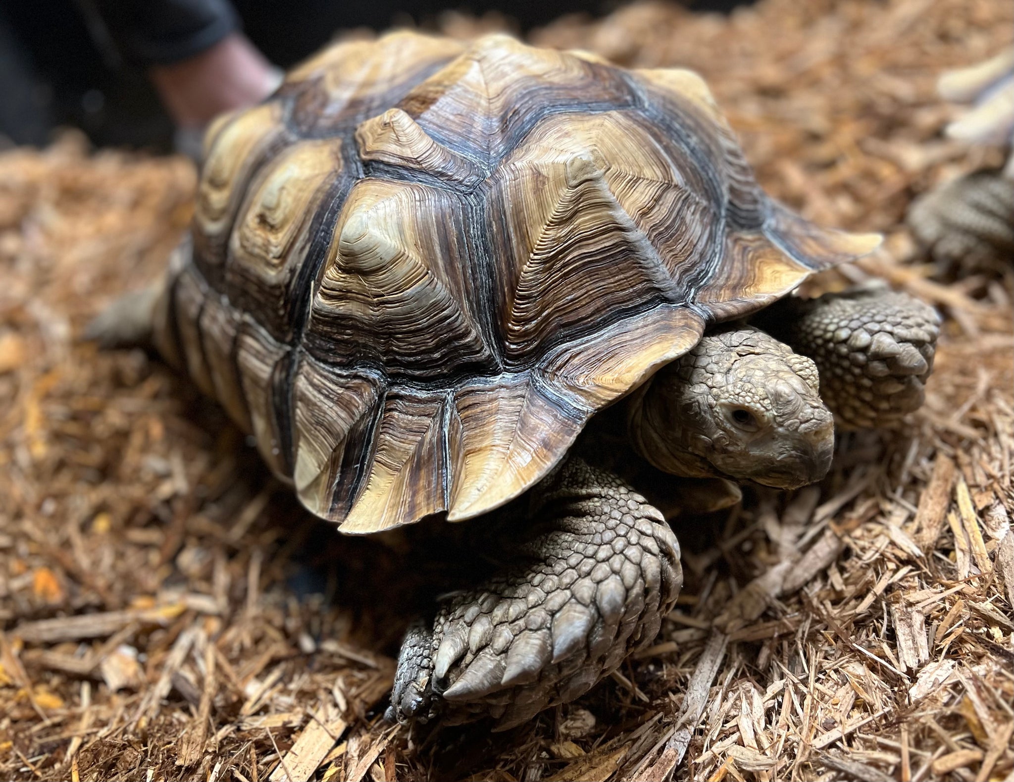 Adult Sulcata Tortoise (Female) – Scales and Tails of Ohio