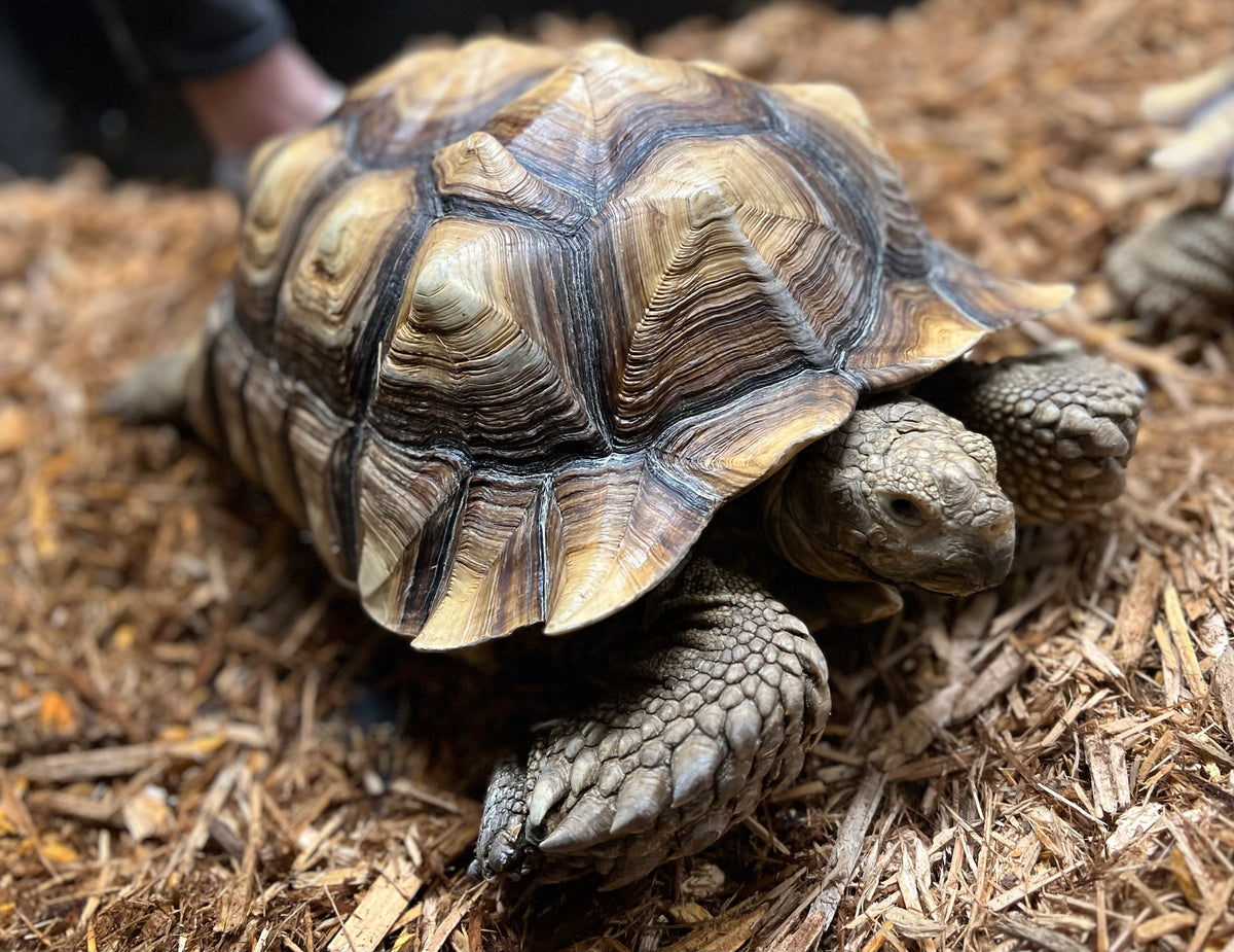 Adult Sulcata Tortoise (Female) – Scales and Tails of Ohio