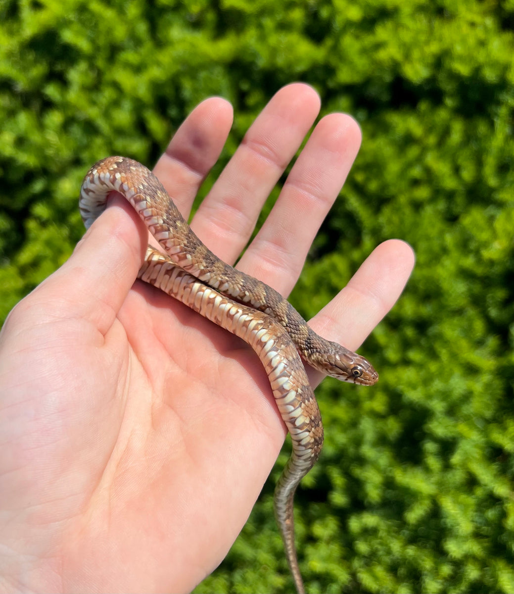 Baby Banded Water Snake (Female 2) – Scales and Tails of Ohio