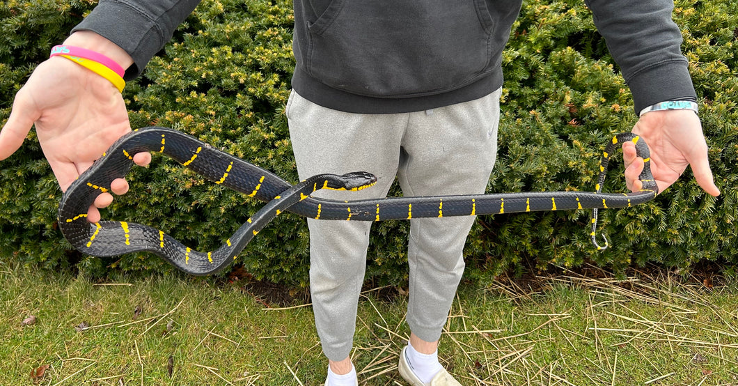 Adult Malaysian Mangrove Snake (Male) – Scales and Tails of Ohio