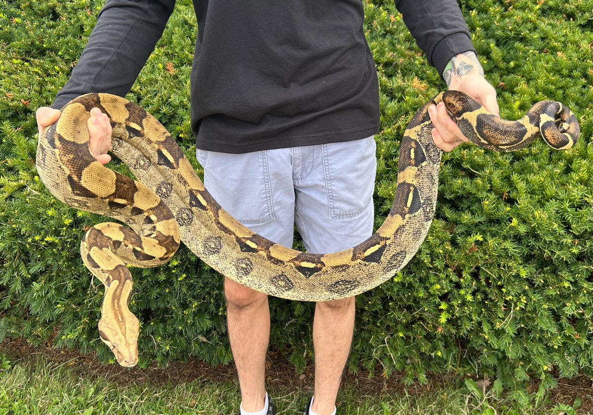Adult Columbian Red-Tailed Boa Constrictor (Male) – Scales and Tails of ...