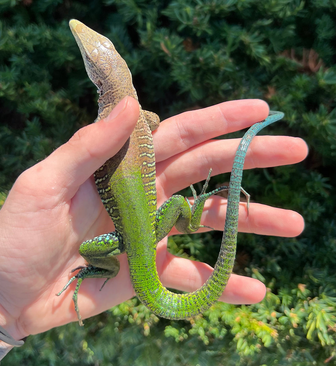 Adult Giant Ameiva Lizard – Scales and Tails of Ohio