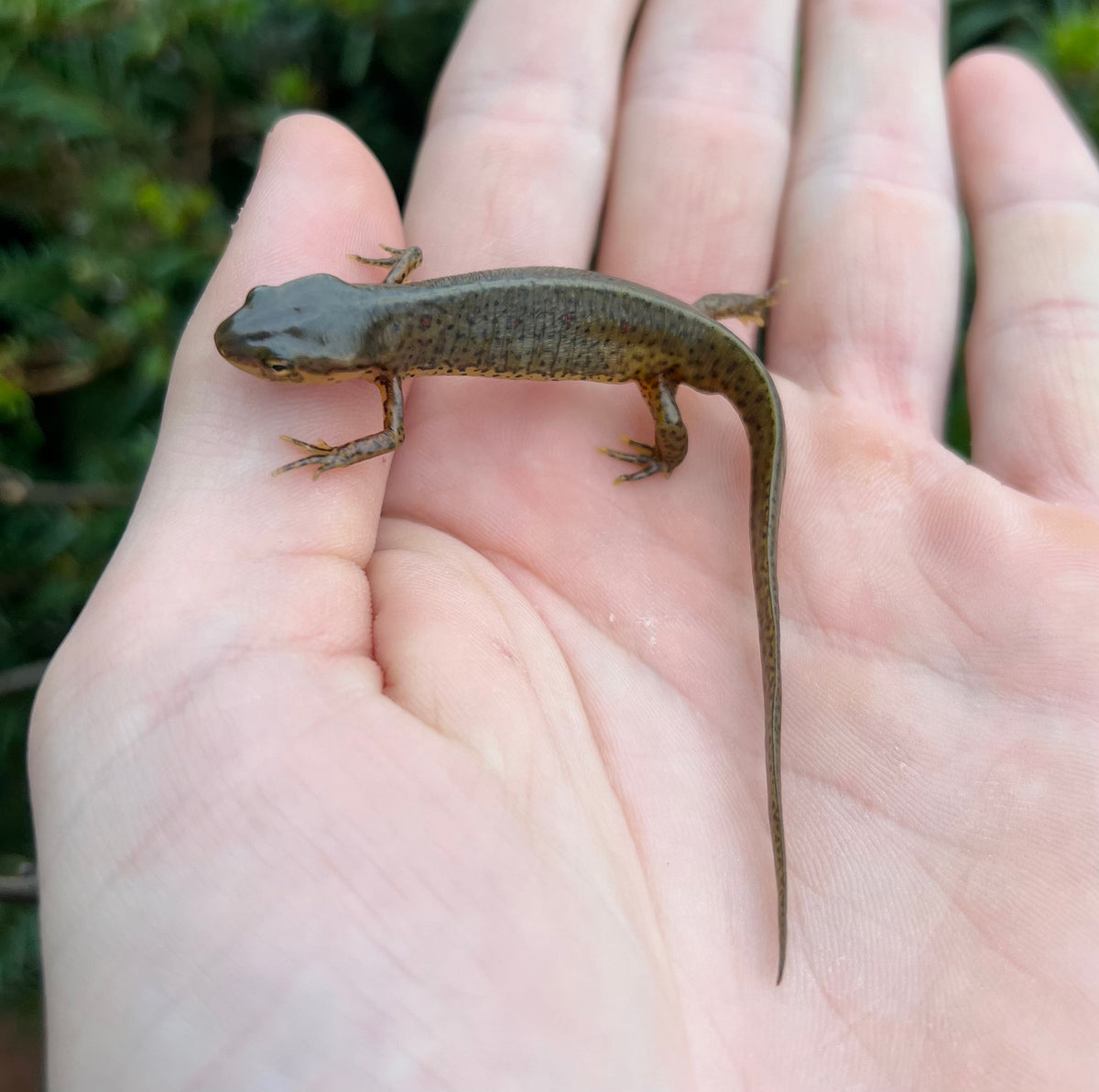 Eastern Newt – Scales and Tails of Ohio