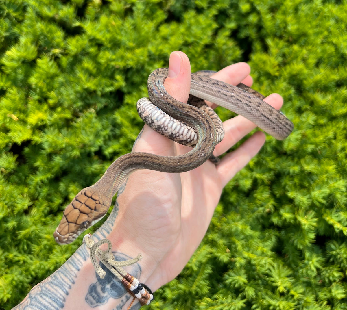 Juvenile Merauke Scrub Python (Male 1) – Scales and Tails of Ohio