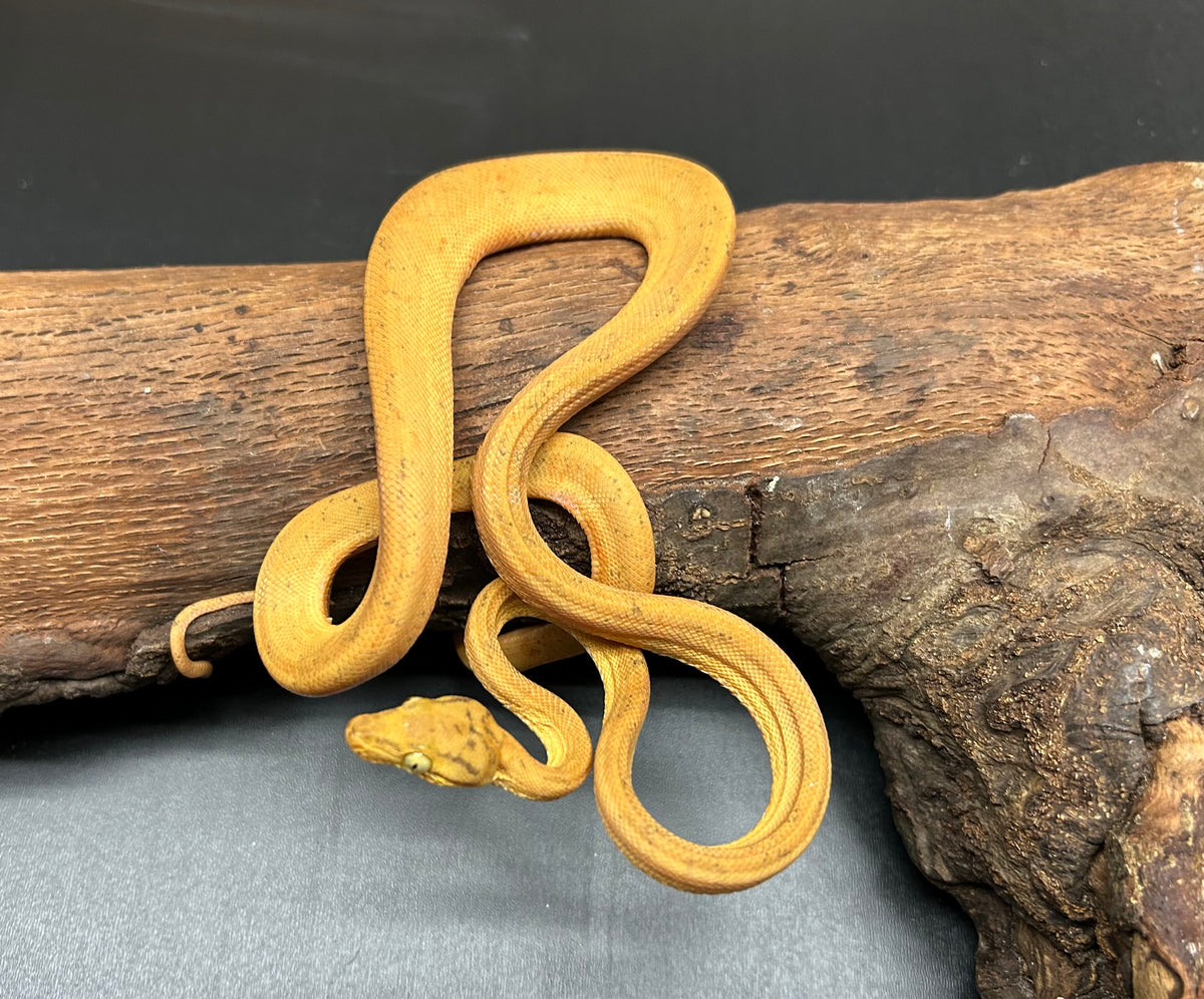 Juvenile ‘Colored’ Amazon Tree Boa (Female 1) – Scales and Tails of Ohio