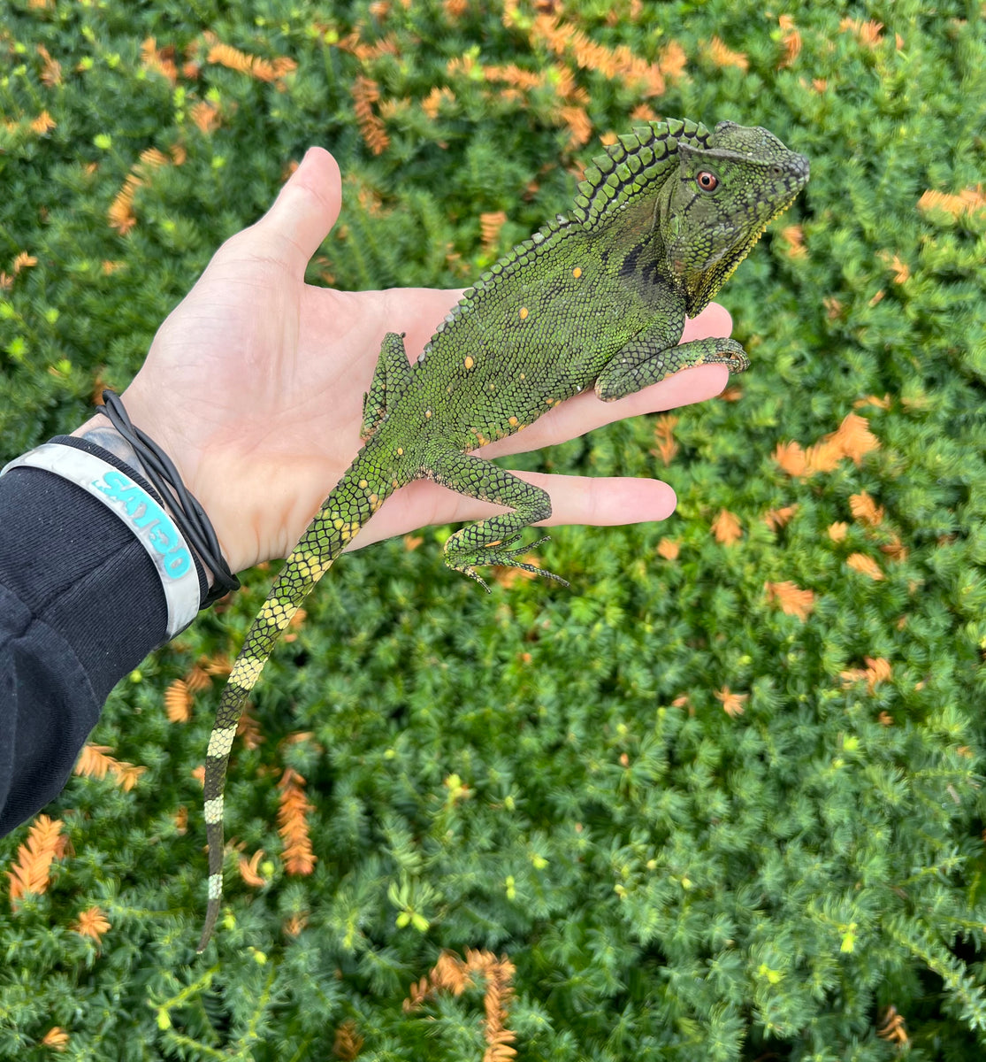 Doria’s Angle-Head Lizard (Pair 1) – Scales and Tails of Ohio