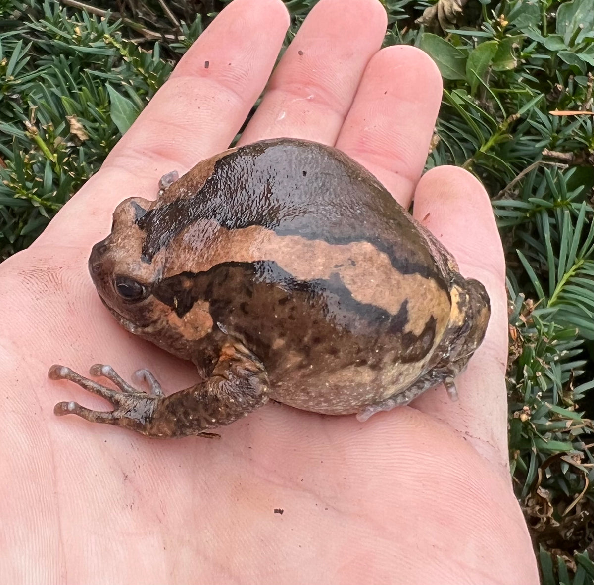 Chubby Frog – Scales and Tails of Ohio