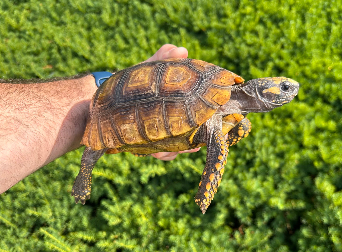Small Yellow-Foot Tortoise (6) – Scales and Tails of Ohio