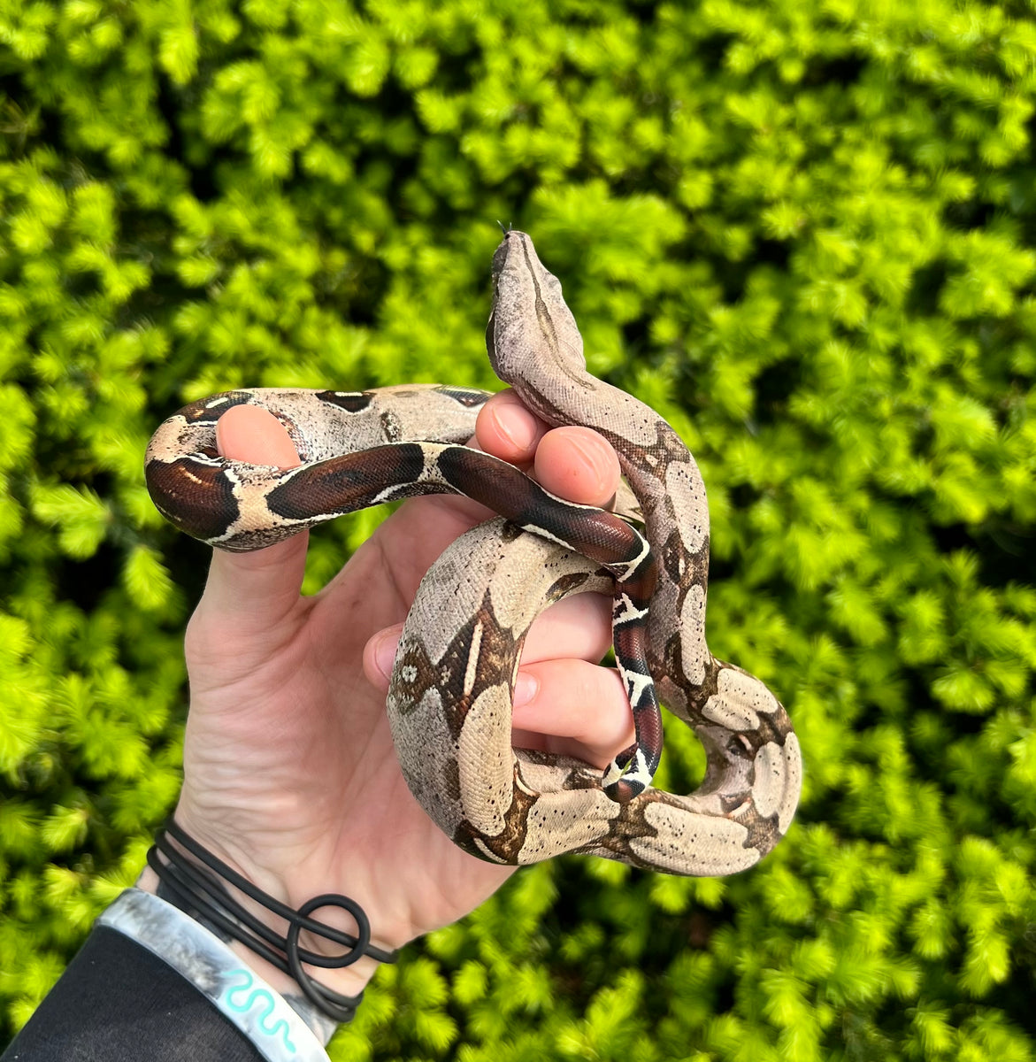 Small Guyana Boa (Male 1) – Scales and Tails of Ohio