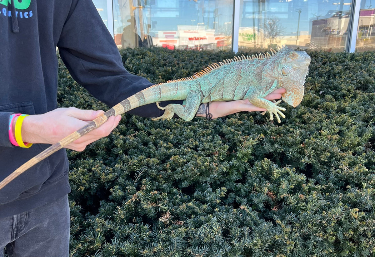 Adult Blue Iguana (Female) – Scales and Tails of Ohio