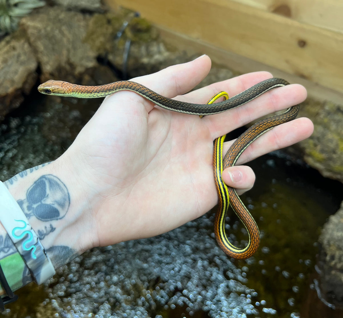 Juvenile Striped Bronzeback Snakes (Pair) – Scales and Tails of Ohio