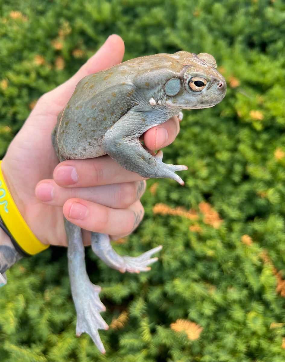 Adult Colorado River Toads (1.1 Pair) – Scales and Tails of Ohio