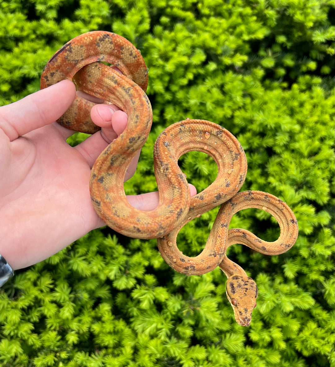 ‘Colored’ Amazon Tree Boa (Male) – Scales and Tails of Ohio