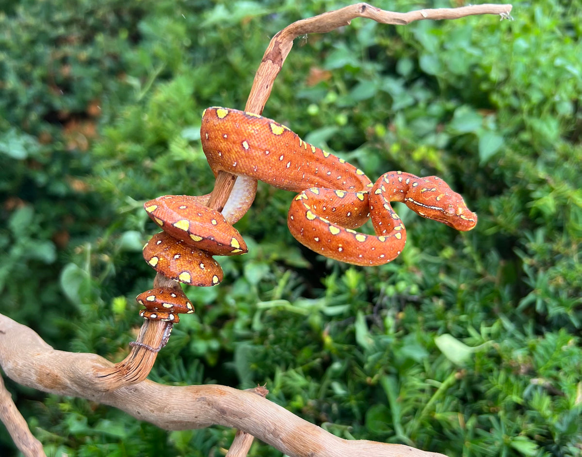 Baby Red Biak Green Tree Python (2) – Scales and Tails of Ohio