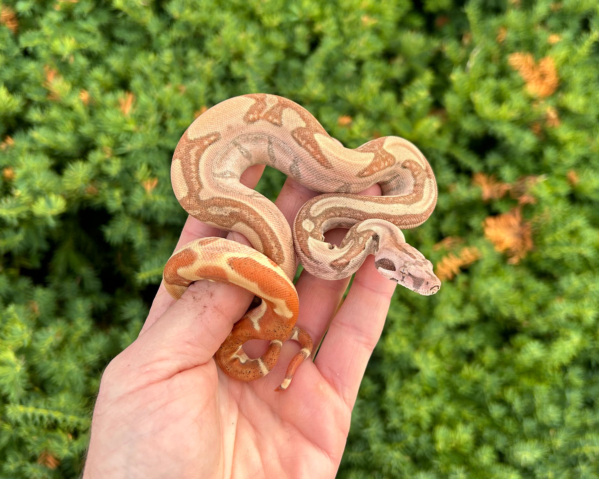 Baby Hypo ‘Aberrant Striped’ Boa Constrictor (Female) – Scales and ...