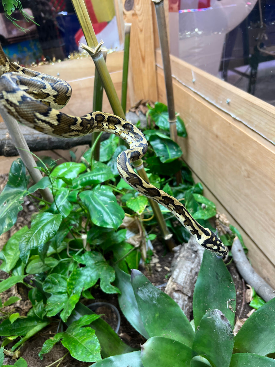 Juvenile Carpet Python (Male 2) – Scales and Tails of Ohio