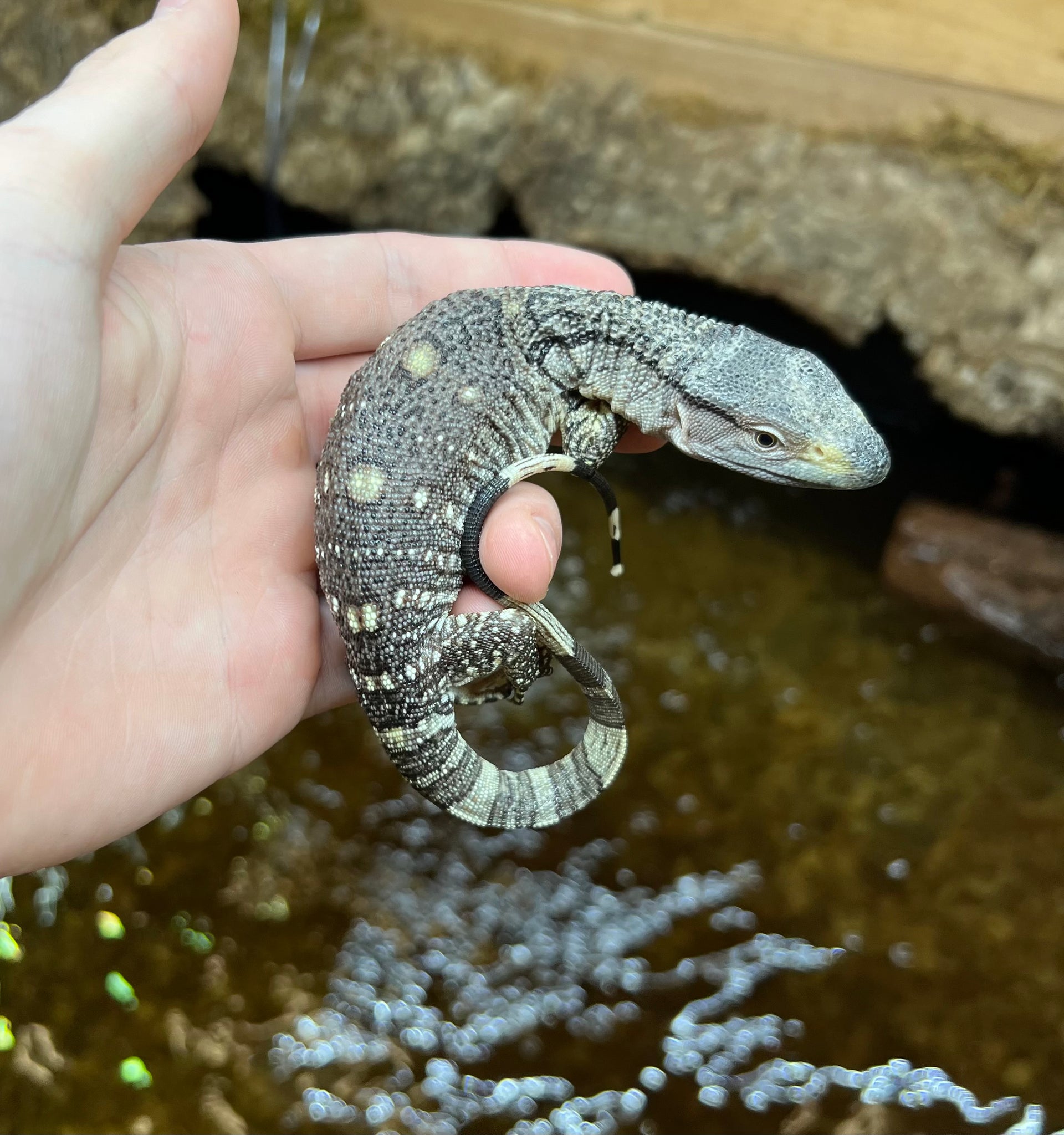 Baby Black Throat Monitor (1) – Scales and Tails of Ohio