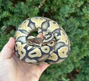 Juvenile Pastel Ball Python (Male) – Scales and Tails of Ohio