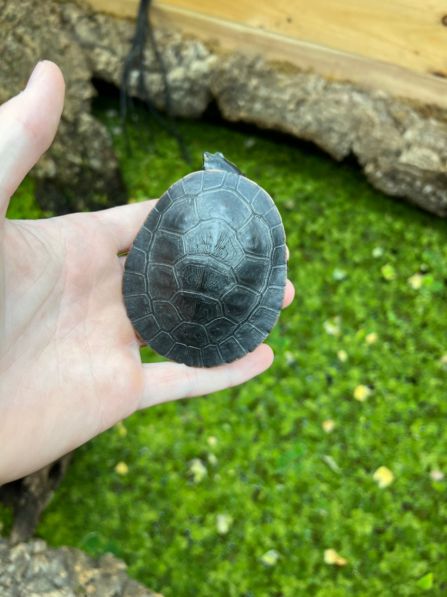 Baby Pink-Bellied Sideneck Turtle – Scales and Tails of Ohio
