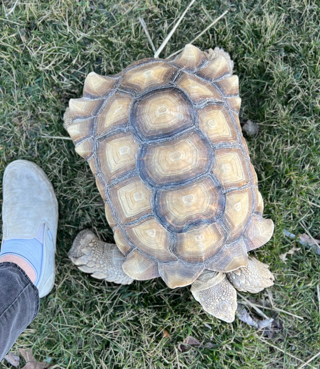 Adult Sulcata Tortoise (Male) – Scales and Tails of Ohio
