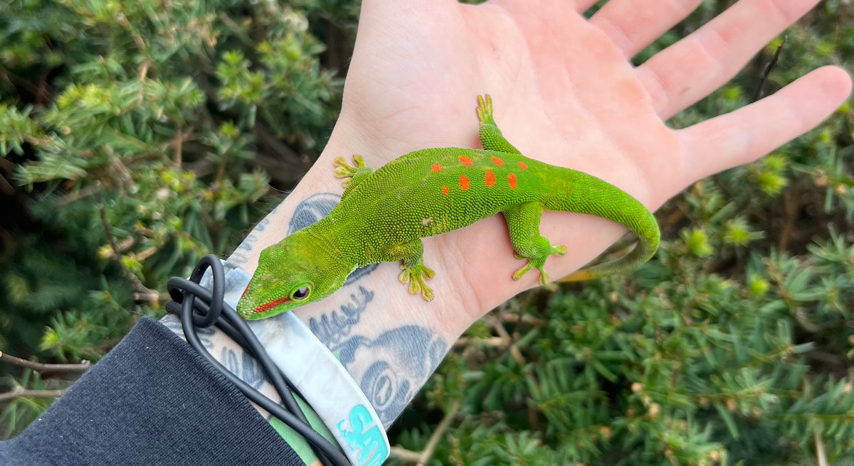 Adult Crimson Giant Day Gecko – Scales and Tails of Ohio