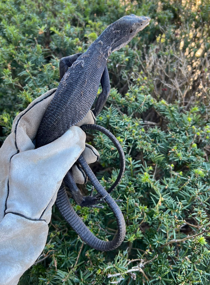 Adult Black Tree Monitor – Scales and Tails of Ohio