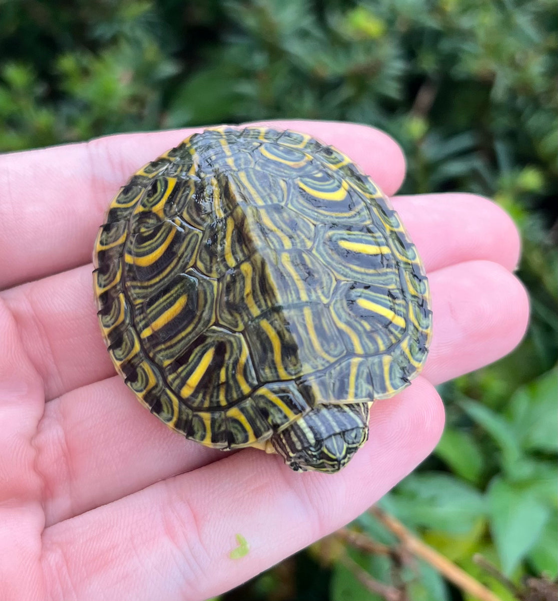 Yearling Rio-Grande Red-Eared Slider – Scales and Tails of Ohio