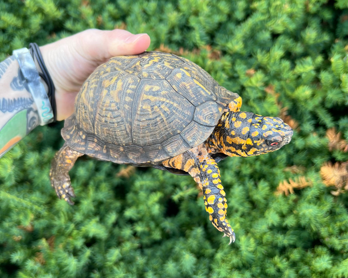 Adult Eastern Box Turtle (Male) – Scales and Tails of Ohio