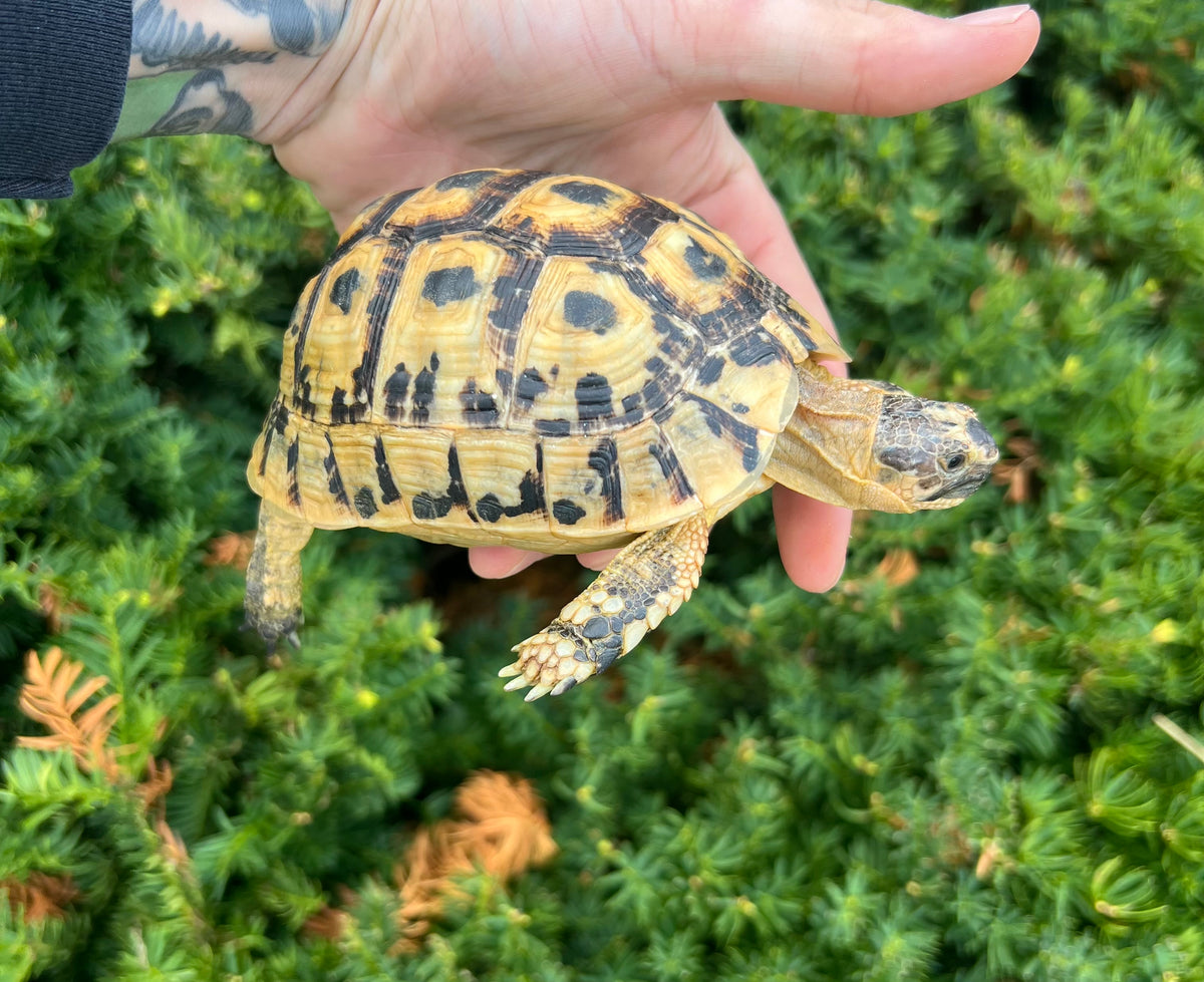 5” Greek Tortoise (Female 2) – Scales and Tails of Ohio