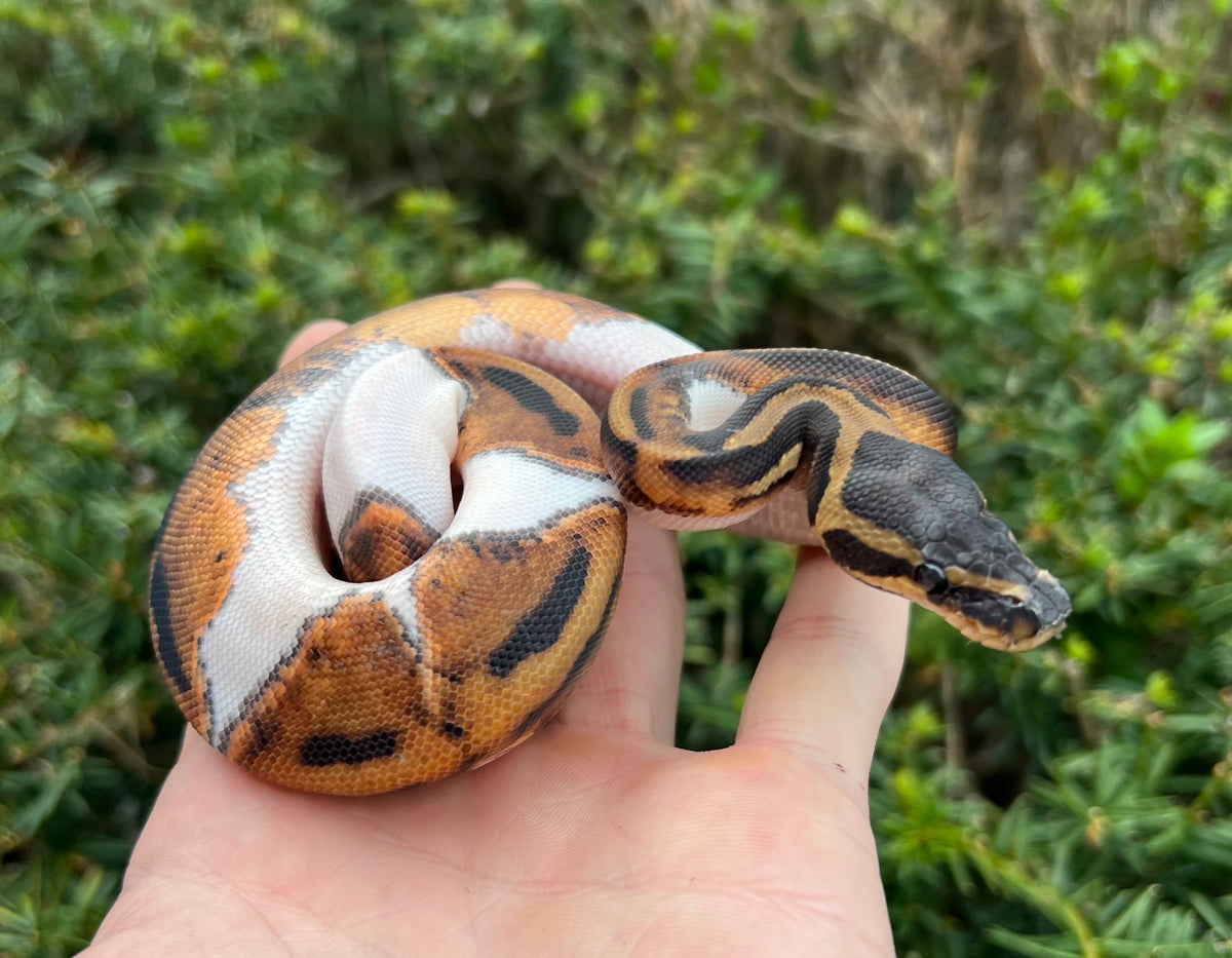 Baby Pied Ball Python (Female) – Scales and Tails of Ohio
