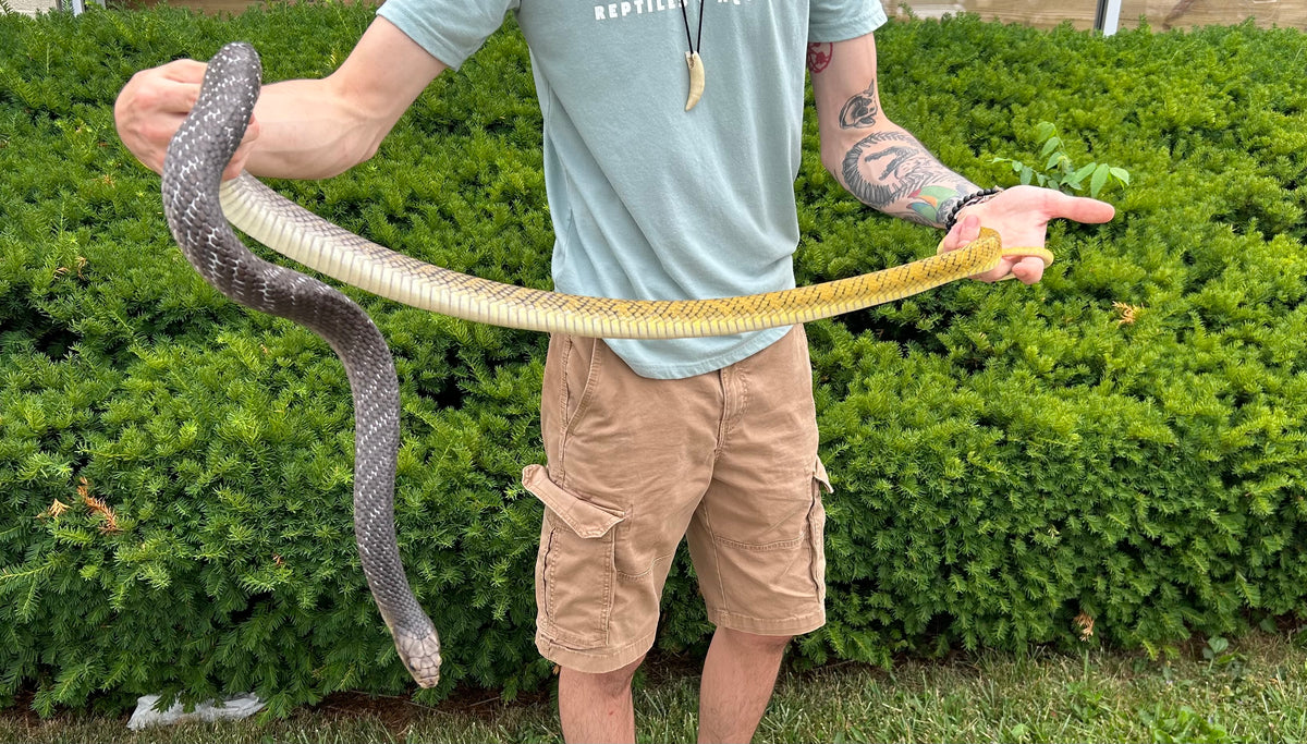 Adult Yellow-Tailed Cribo (Female) – Scales and Tails of Ohio