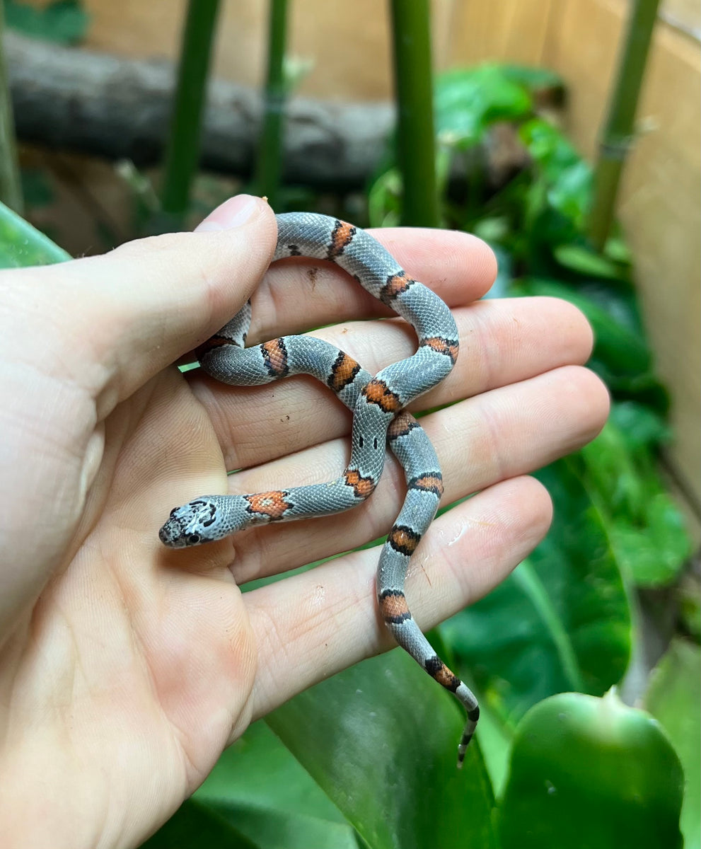 Baby Gray-Banded Kingsnake (Female 3) – Scales and Tails of Ohio