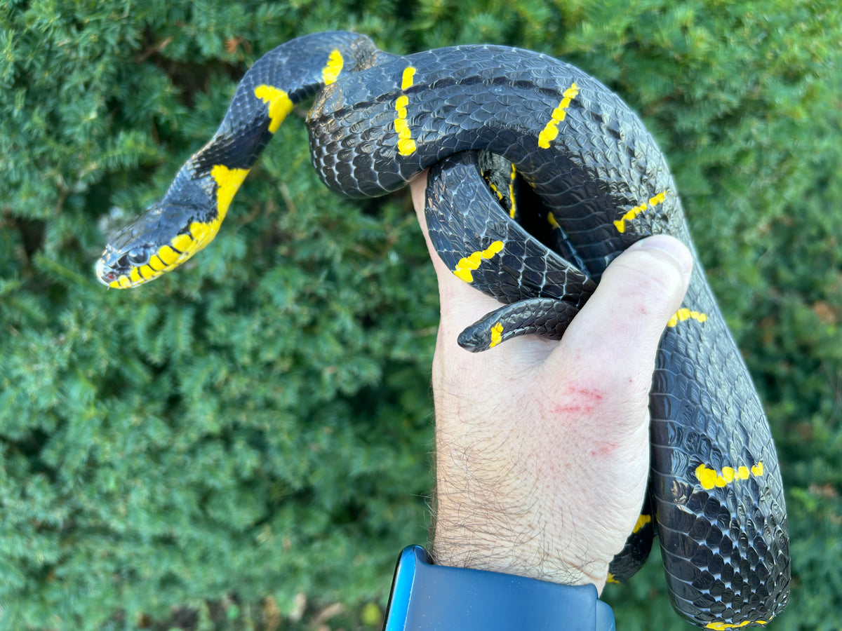 Adult Malaysian Mangrove Snake (Imperfect Male) – Scales and Tails of Ohio