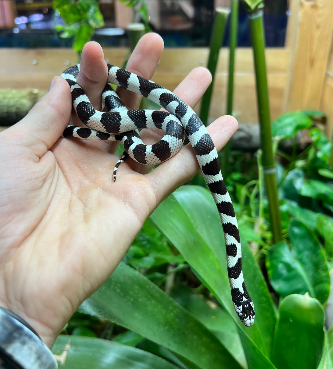 Juvenile Banded California Kingsnake (Female) – Scales and Tails of Ohio