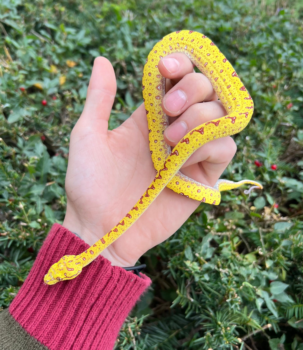 Baby Biak Green Tree Python (4) – Scales and Tails of Ohio
