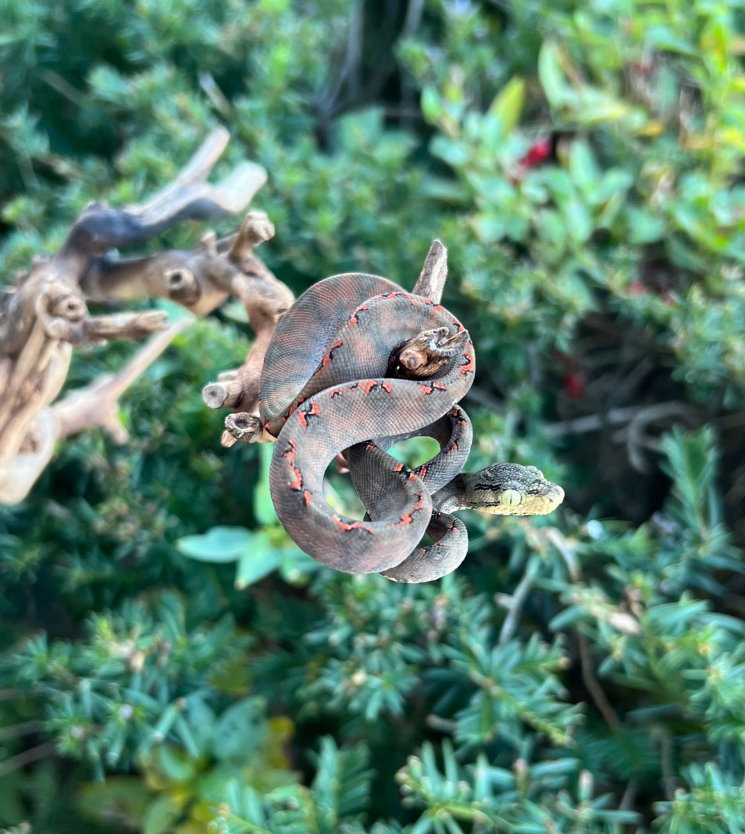 Baby Halloween Amazon Tree Boa (Male 5) – Scales and Tails of Ohio