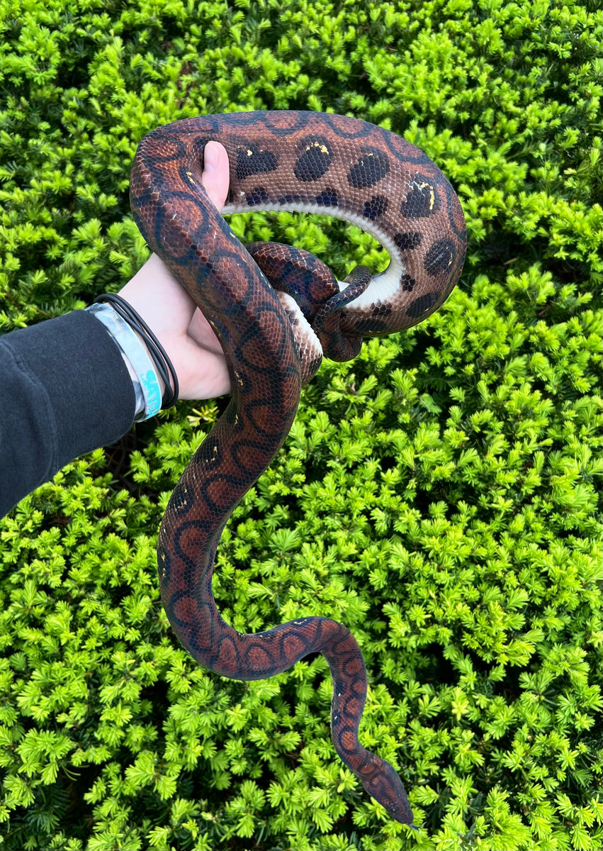 Adult Brazilian Rainbow Boa (Female 2) – Scales and Tails of Ohio