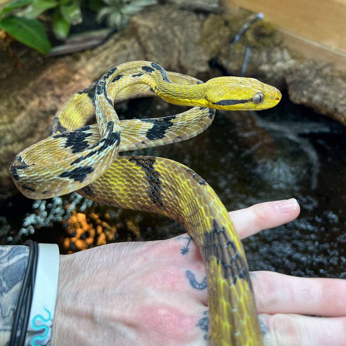 Adult XL Malaysian Dog-Toothed Cat Snake (Male) – Scales and Tails of Ohio