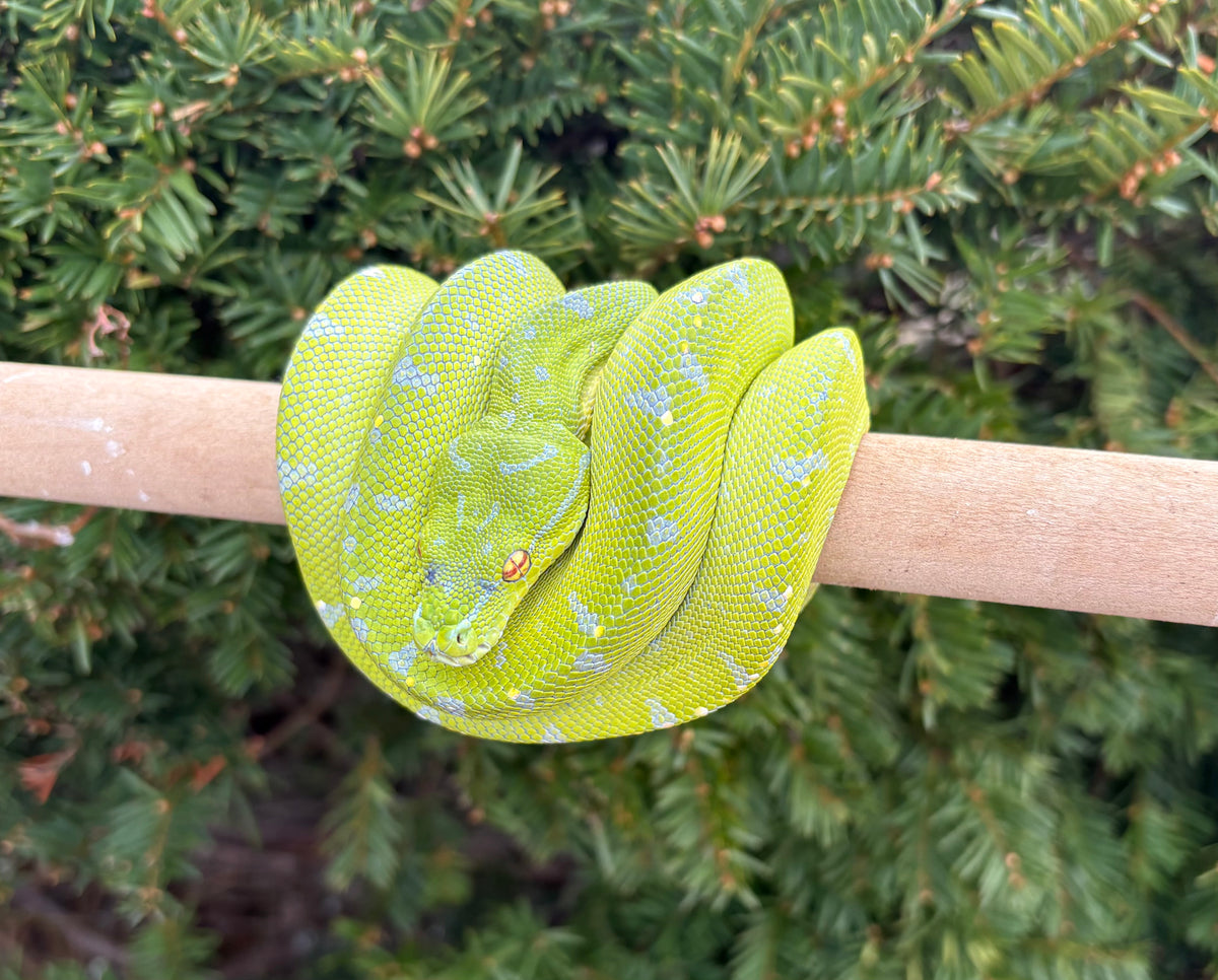 Sub-Adult Manokwari x Tamika Green Tree Python (Female) – Scales and ...