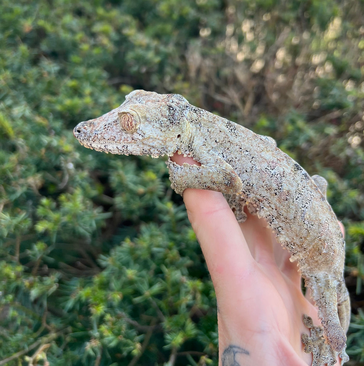 Adult Giant Leaf-tailed Gecko (Female 2) – Scales and Tails of Ohio