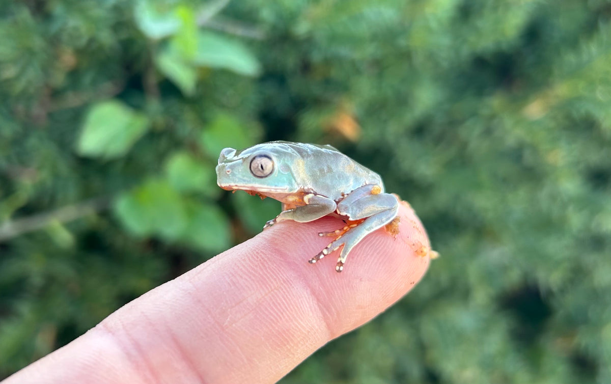 Baby Giant Waxy Monkey Frog – Scales and Tails of Ohio