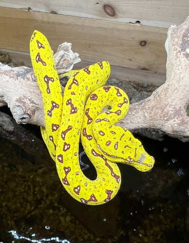 Green Tree Pythons – Scales and Tails of Ohio