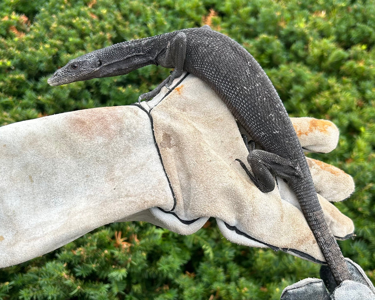 Adult Black Tree Monitor (Female) – Scales and Tails of Ohio