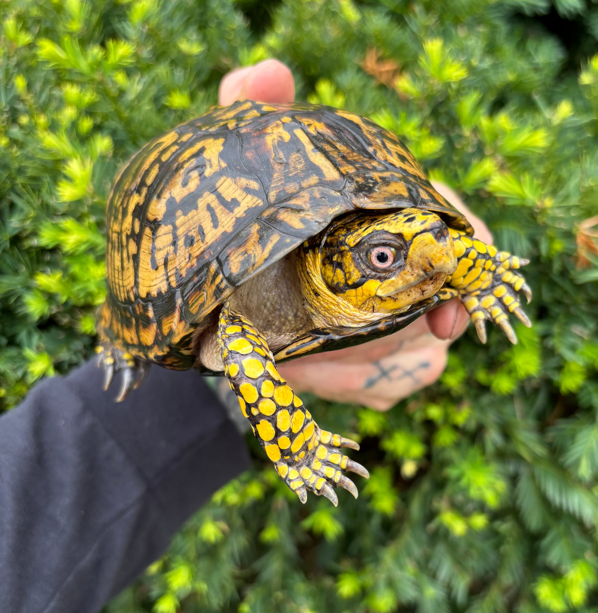 Adult ‘High-Yellow’ Eastern Box Turtle (Male) – Scales and Tails of Ohio