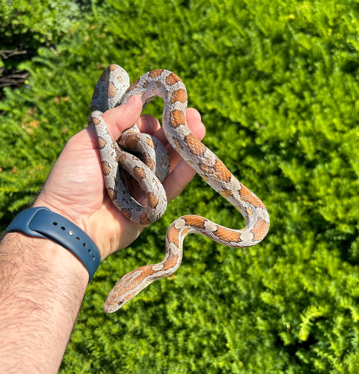 Adult Miami Corn Snake (Female) – Scales and Tails of Ohio