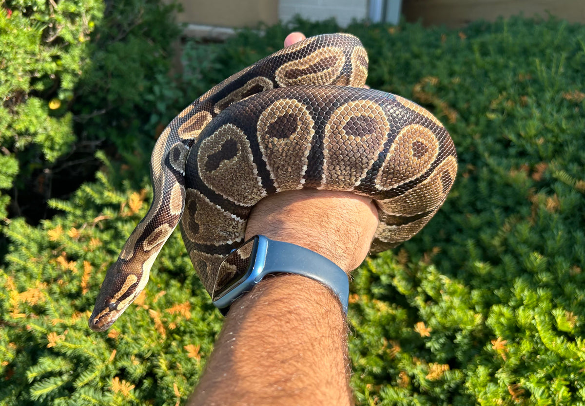 Adult Ball Python – Scales and Tails of Ohio