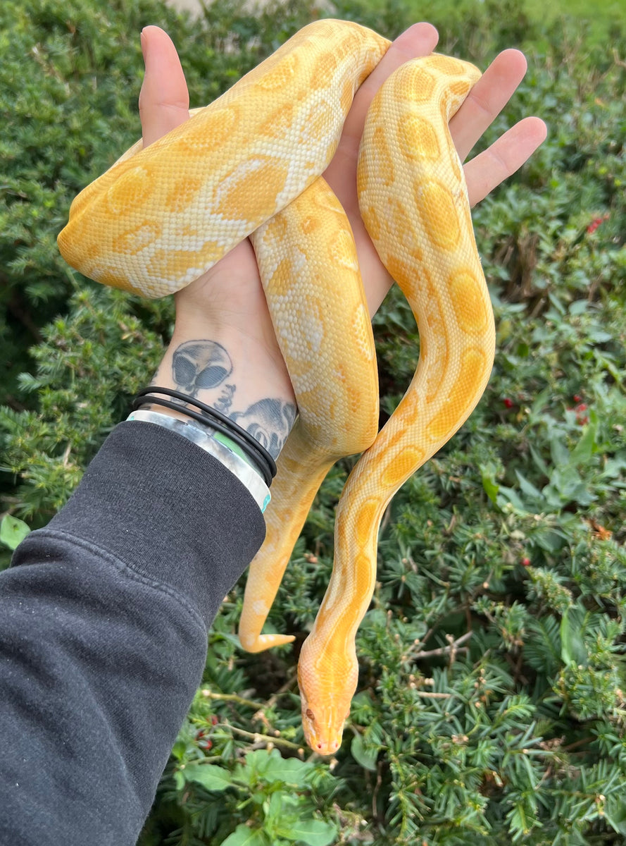 Juvenile Albino Burmese Python (Female) – Scales and Tails of Ohio