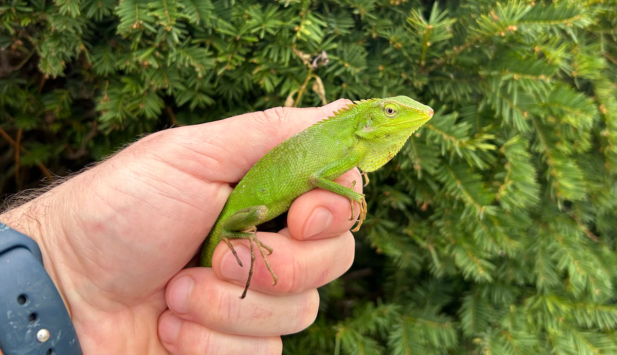 Forest Crested Dragon (1.1 Pair) – Scales and Tails of Ohio