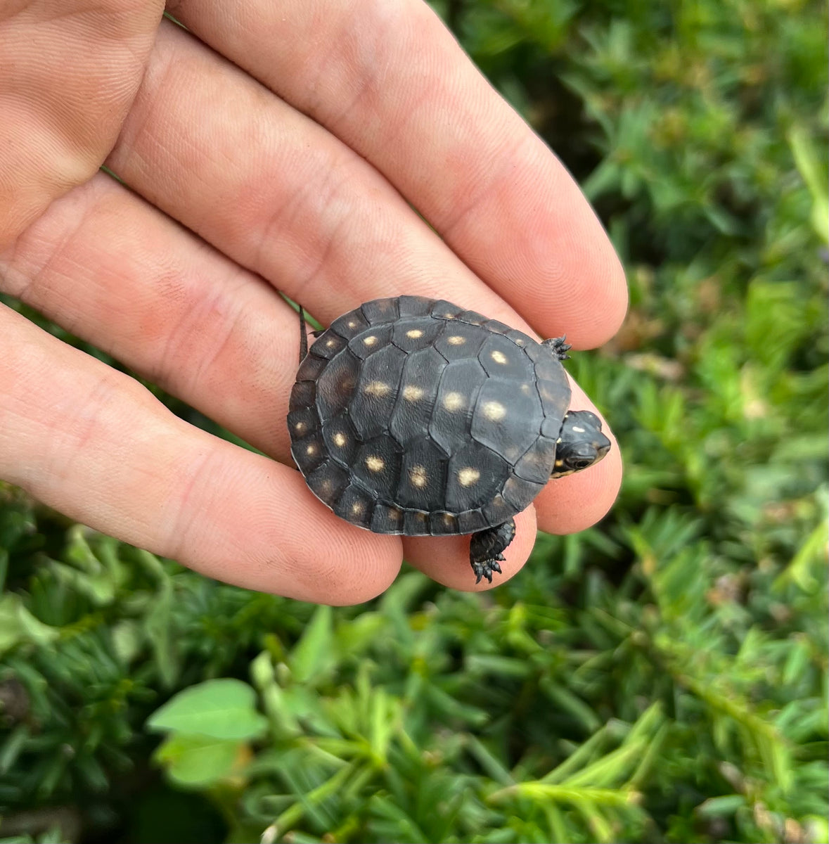 Baby Spotted Turtle (4) – Scales and Tails of Ohio