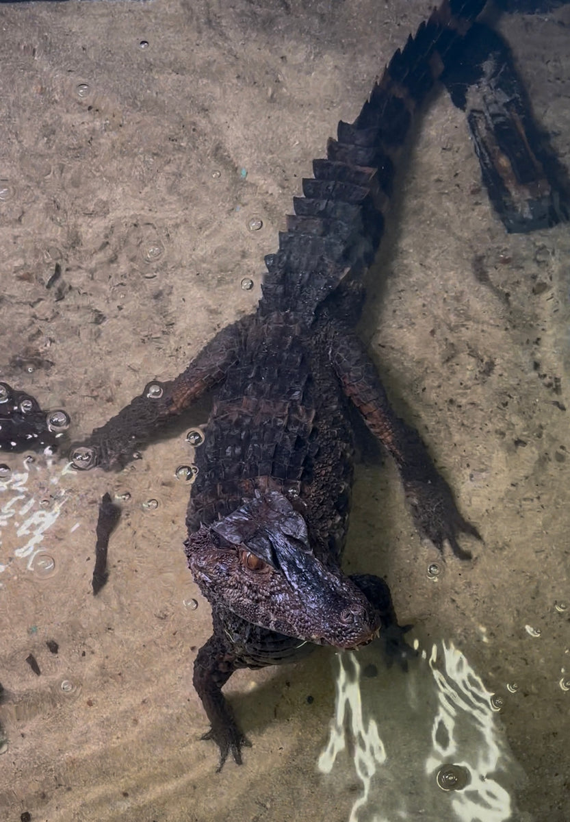 4’ Smooth-Fronted Caiman – Scales and Tails of Ohio